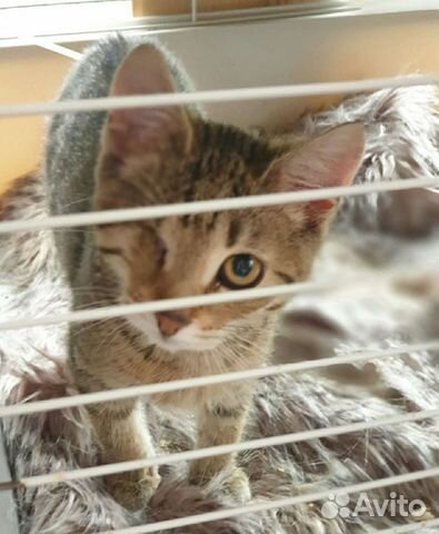 Капитан Флинт