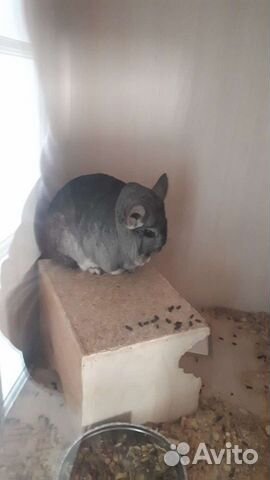 Шиншилла в добрые руки