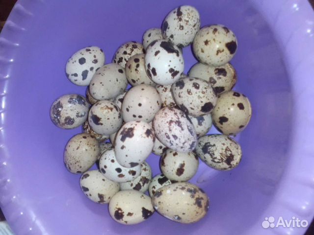 Яйца перепелиные инкубационное