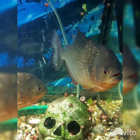 Пиранья обыкновенная (nattereri)