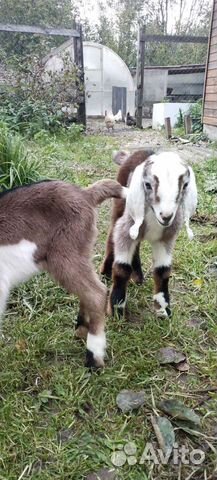 Шикарные Нубийские козлики