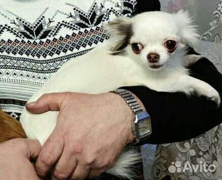 Собака потеряшка Чихуахуа белая с черным ухом