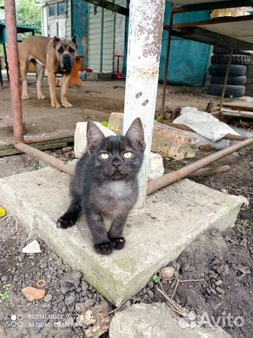 Котëнок гаф