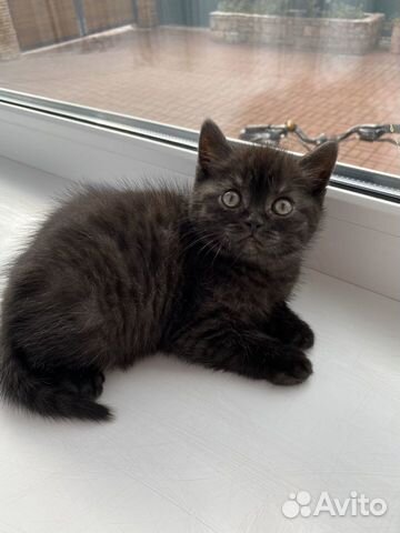 Отдам в добрые руки котят от шотландской кошки
