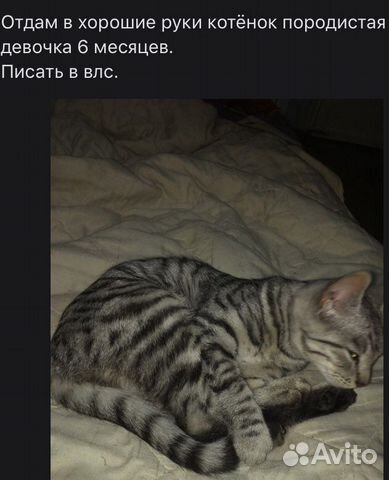 Отдам в хорошие руки котёнок породистая девочка 6