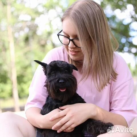 Цвергшнауцер щенки