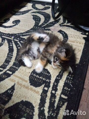 Сибирская кошка бесплатно