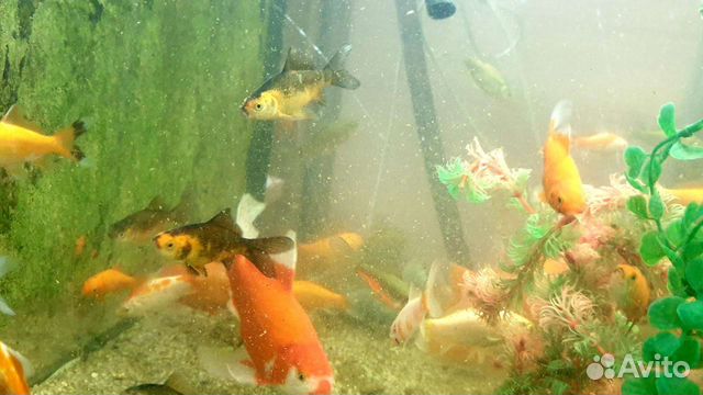 Карпы Кои золотые рыбки