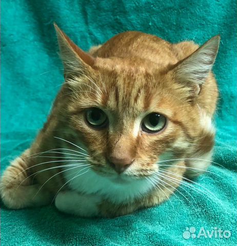 Кот рыжий домашний