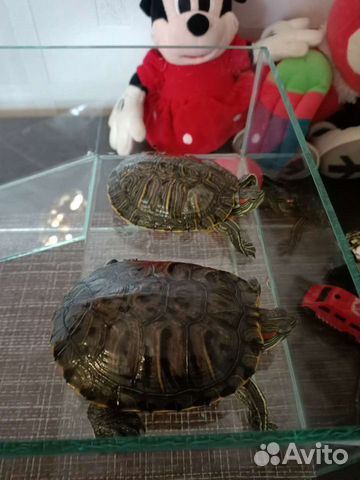 Красноухая черепаха с аквариумом