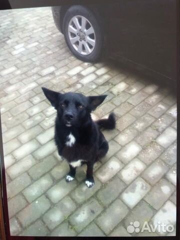 Пес по кличке Мишка ищет хозяина