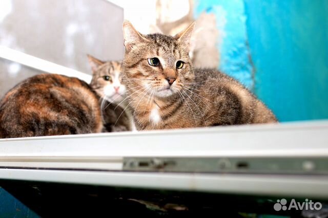Котик в добрые руки