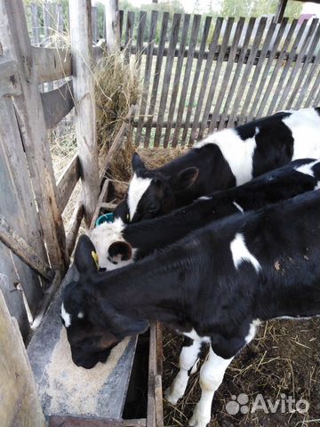 Телята бычки