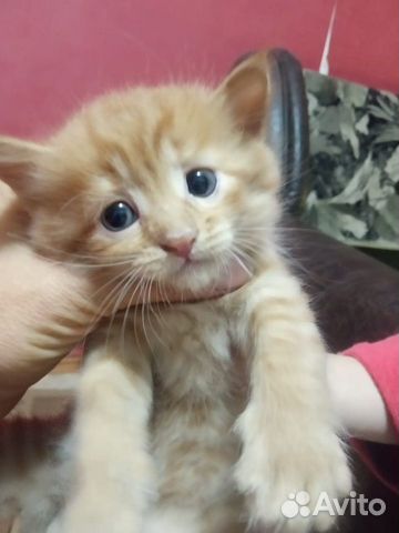 Котята безплатно. Рыженькие котики-мальчики