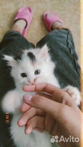 Отдам котенка в добрые руки,девочка примерно полто