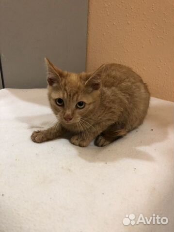 Котенок котик в дар бесплатно добрые руки