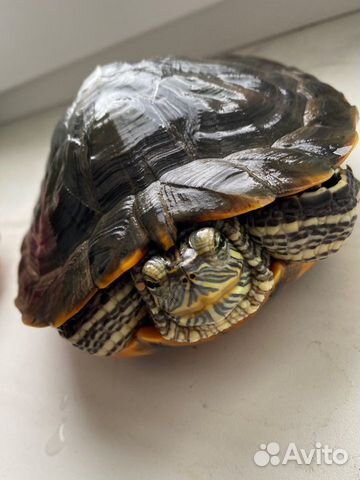 Красноухая черепаха