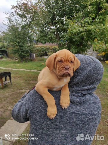 Бордоский дог