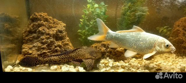 Карп Кои и сом Прилипало