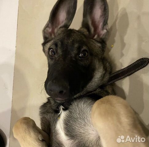 Немецкая овчарка