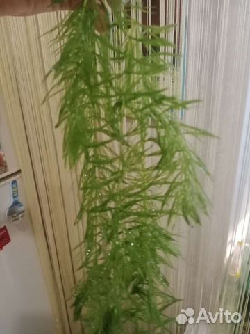 Водоросли для аквариума