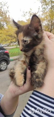 Котенок Лю (девочка, 2 мес) в добрые руки