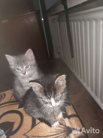 Котёнок серый 8 недель