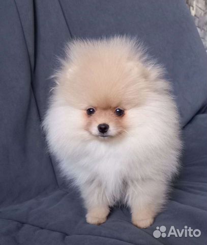 Девочка щпиц