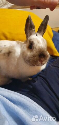 Кролик в добрые руки