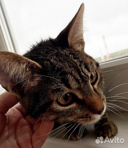 Полосатый котенок Паприка, 5 мес, привита