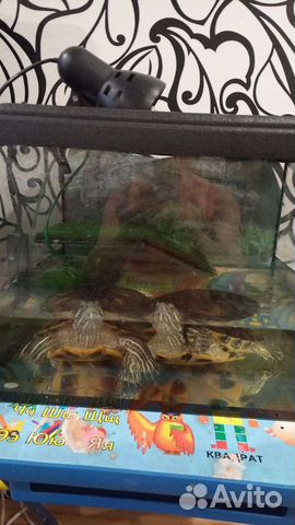 Красноухая черепаха с аквариумом