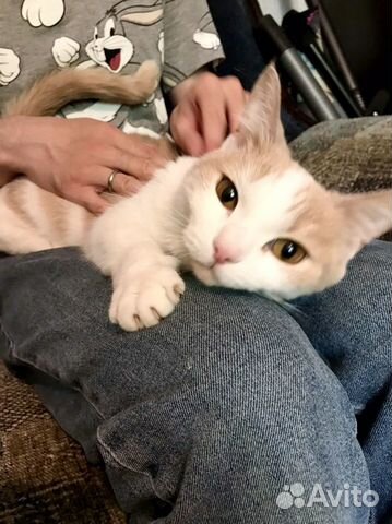 Кошка в хорошие руки