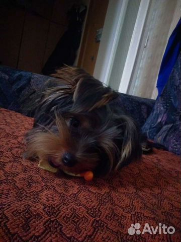 Йоркширский терьер