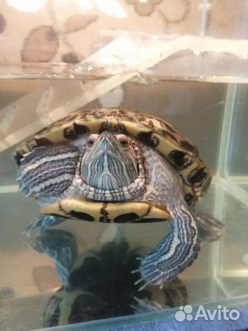 Красноухая черепаха