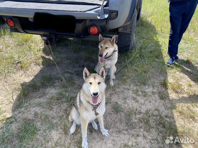 Западно сибирская лайка зсл