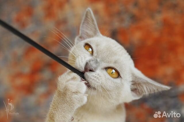 Европейская бурма лиловая девочка