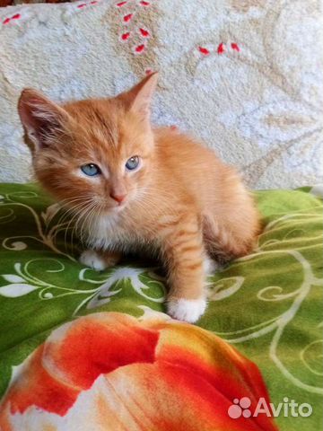 Котенок Стасик 2 мес пушистый Рыжий