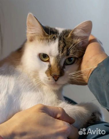 Скромный кот Итан в добрые руки