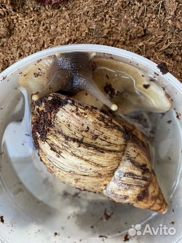 Домашние животные