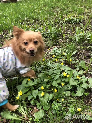 Метис шпица вязка