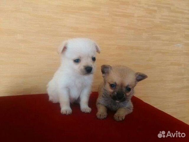 Щенки метисы шпица