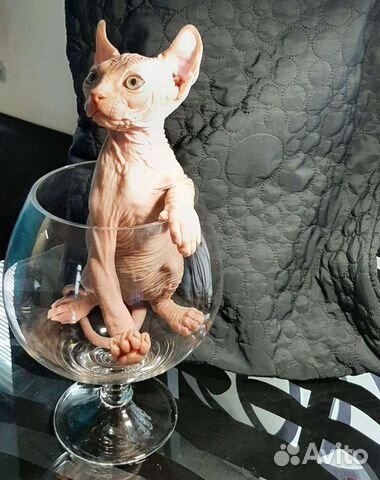 Канадский сфинкс эльф