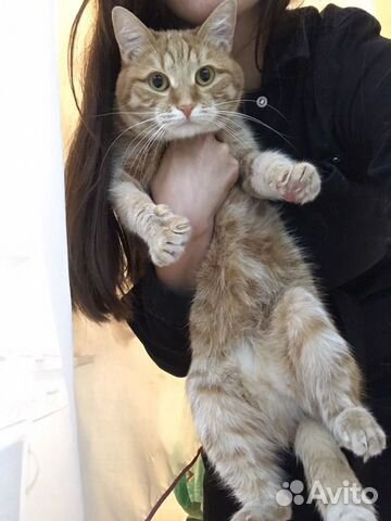 Ненужная больше кошка
