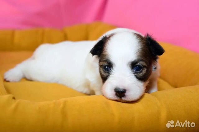 Девочка бабочка