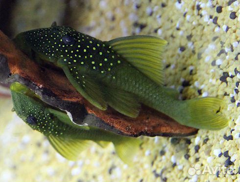 L200 Hemiancistrus subviridis