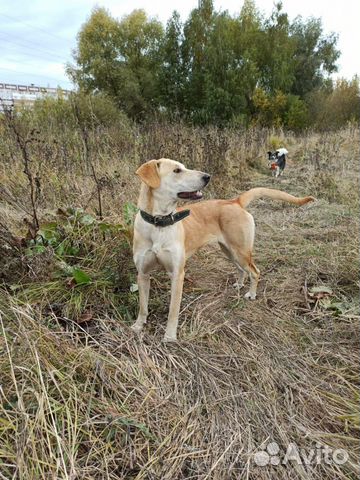 Ищем дом для замечательной собаки