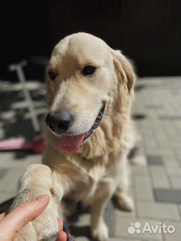 Золотистый Ретривер 8 месяцев
