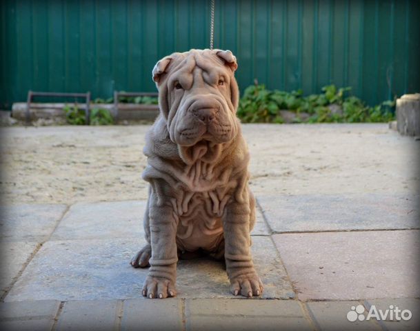 Плюшевые счастье