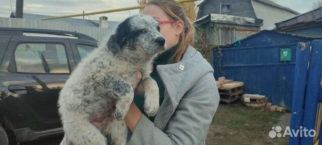 Щенок 2 мес будет крупным