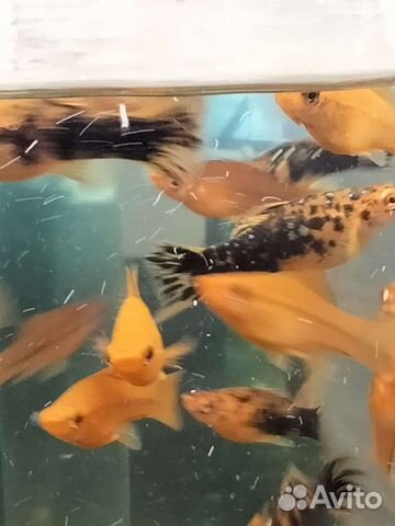 Рыбки меченосцы красные и тигроаые